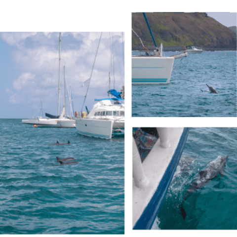Book The Best Khasab & Musandam Tour - Dolphin Musandam Tours